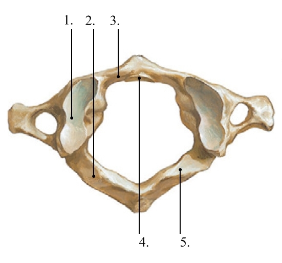 Gerinces Magazin » A gerinc anatómiája