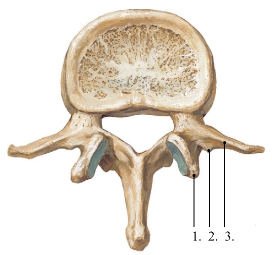 Gerinces Magazin » A gerinc anatómiája