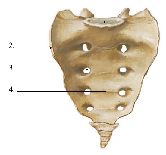 Gerinces Magazin » A gerinc anatómiája